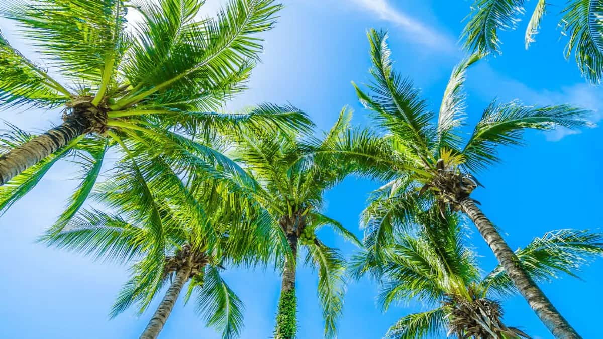Coconut Tree Care: Tips for Growing Your Tropical Plant