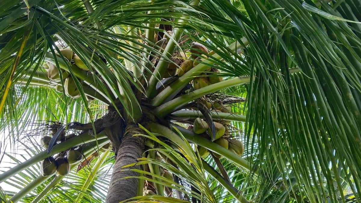 What Is Tal Gur And How Can You Use This Indian Jaggery Variety?