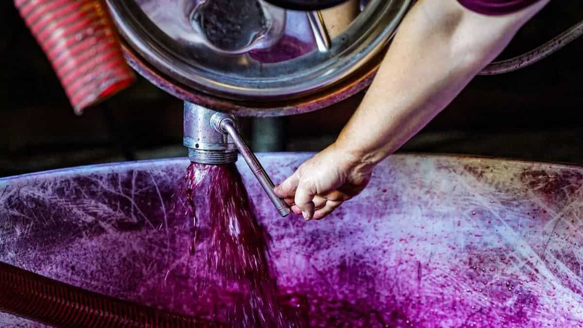 9 Photos That Capture The Thrill & Toil Of Wine-Making