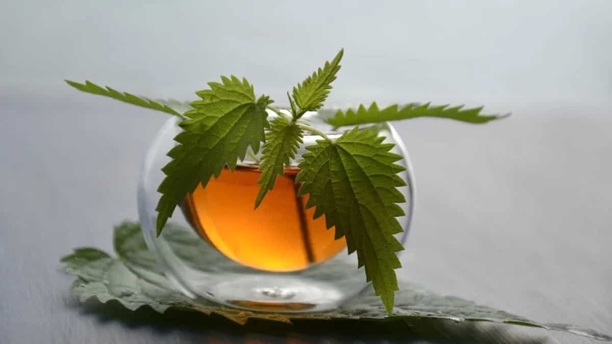 Around The World In Traditional Nettle Dishes