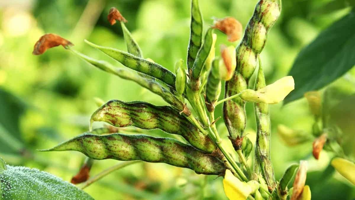 Lilva: 6 Winter Special Recipes To Try With Fresh Toor