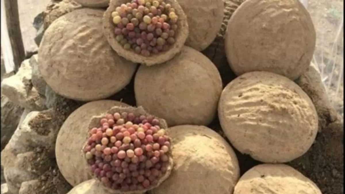 Kangina - The Cost-Effective And Natural Method To Preserve Fruits