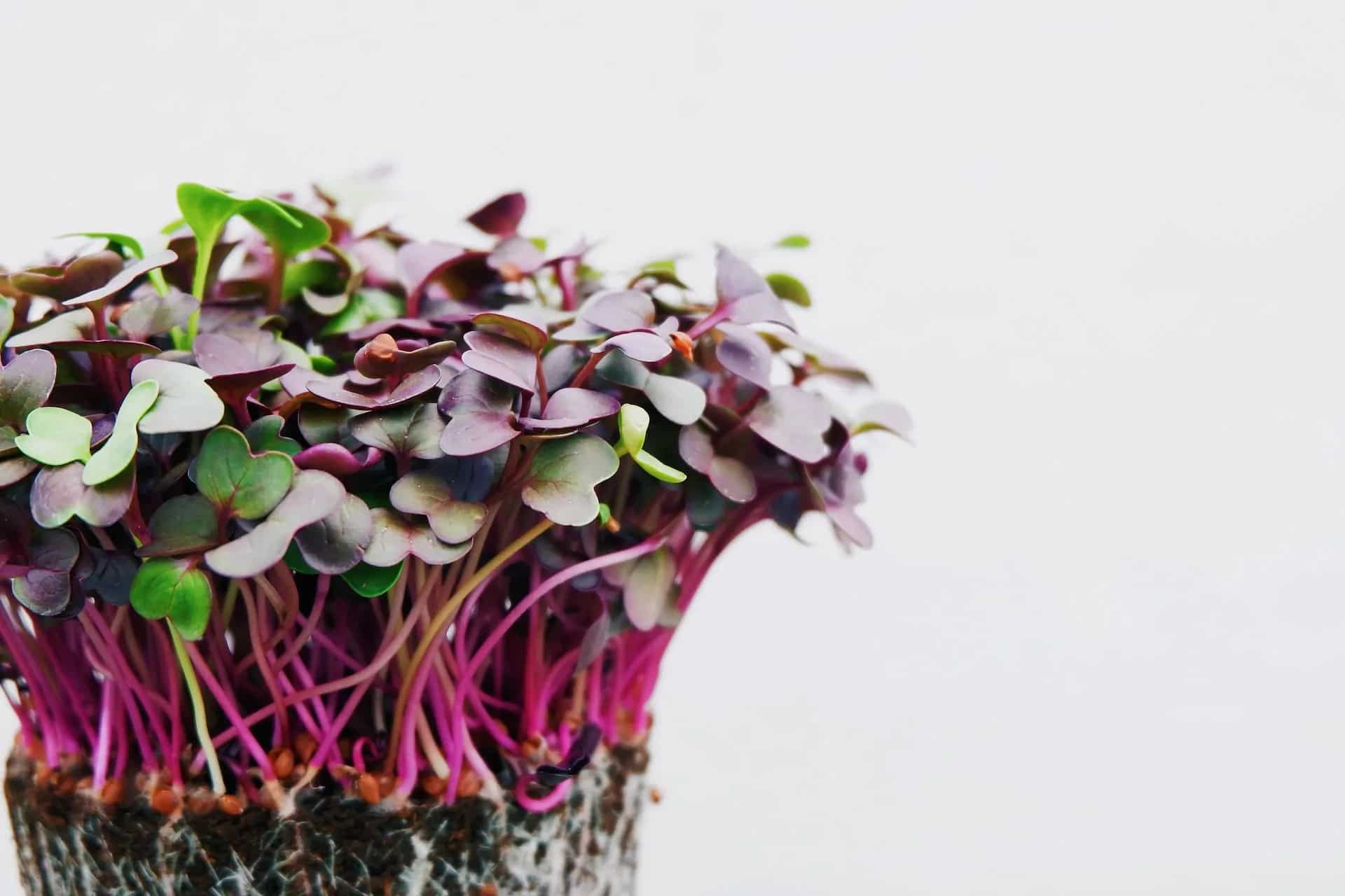Unlocking The Superfood Powers Of Microgreens