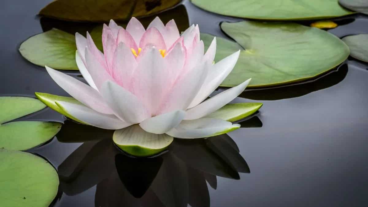 How To Grow Lotus At Home In 7 Easy Steps