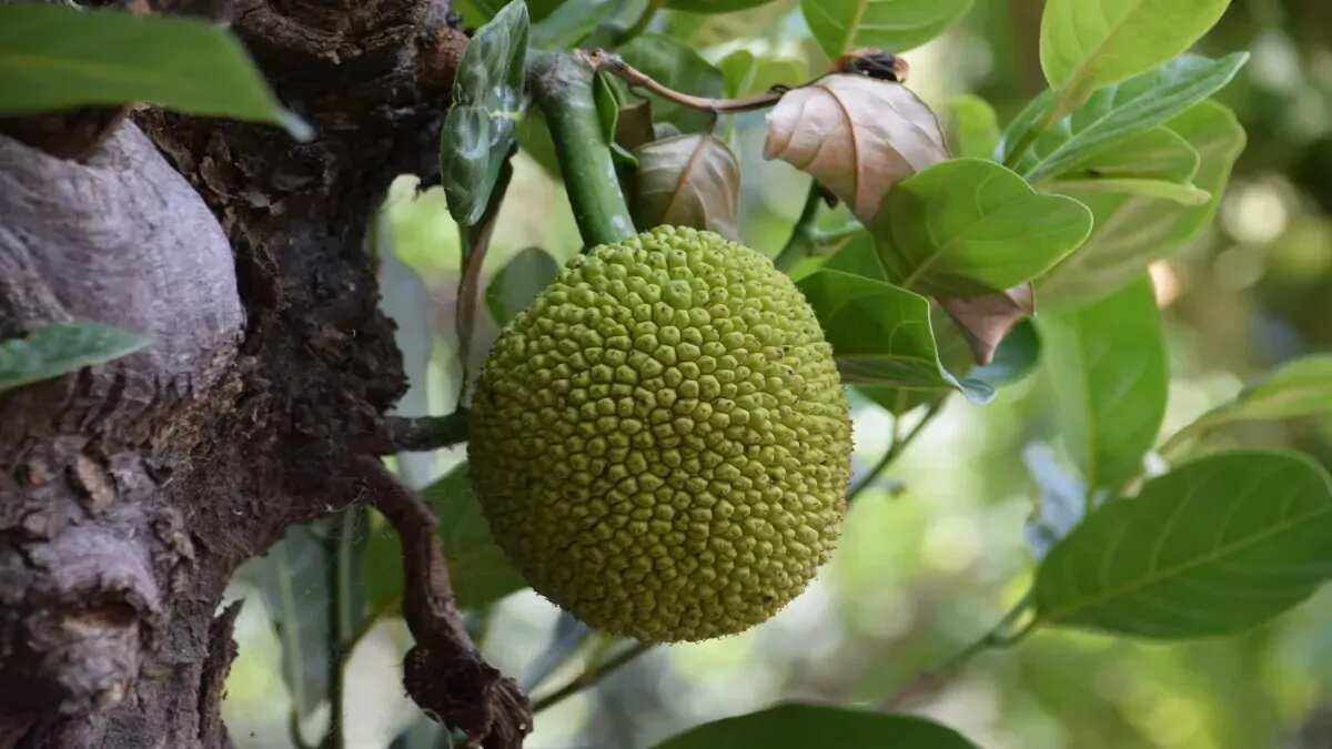 9 Amazing Health Benefits Of Jackfruit To Know About