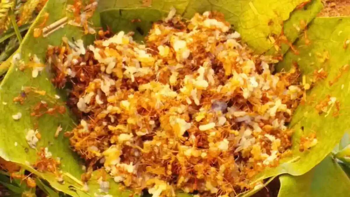 6 Ways Red Ants Are Consumed All Over The World