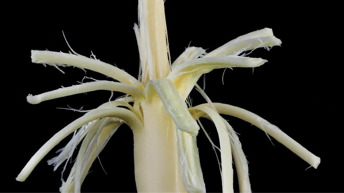 String Cheese Delicacies: 7 Delicious Snacks For Late-Night Cravings