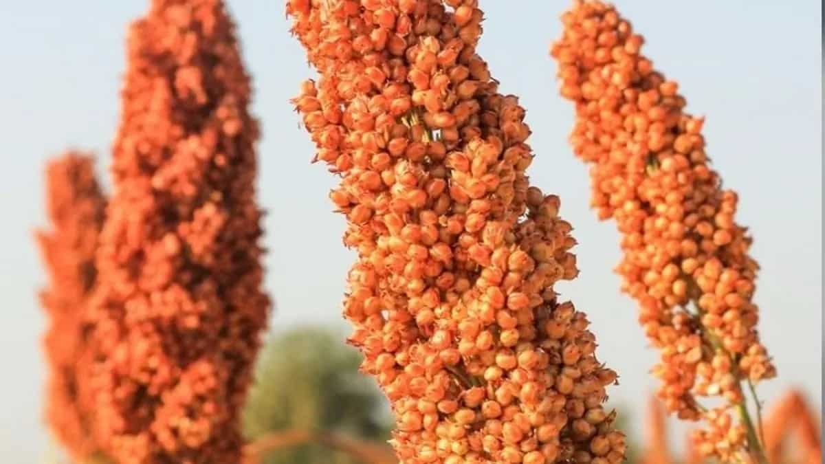 What Is Ponkh And Why Should You Eat It In Winters