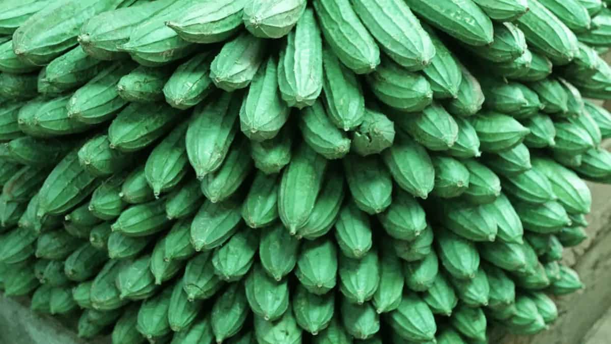 Dishes Prepared From Jhinge You Can Only Find In Bengal: Ridge Gourd In ...