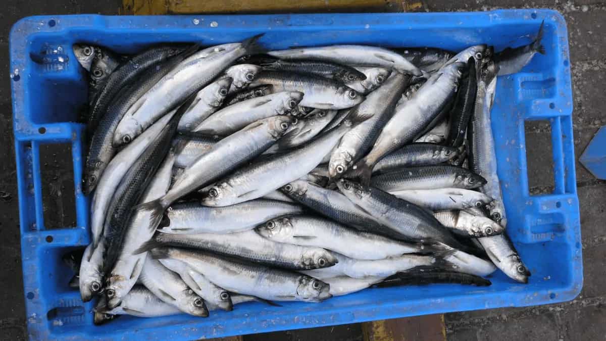 Simple Tips To Clean And Fillet Fresh Sardines