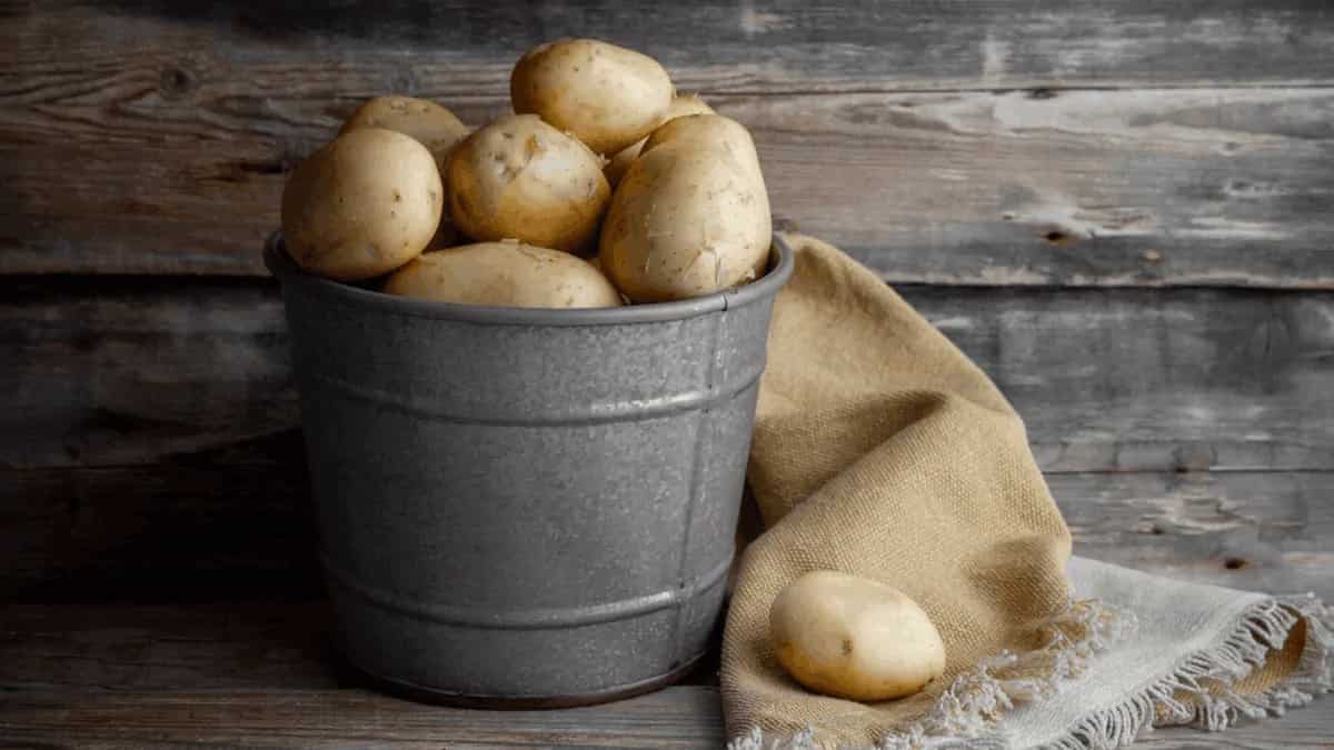 Planting Potatoes In Pots: 6 Tips For Successful Container Growth And ...