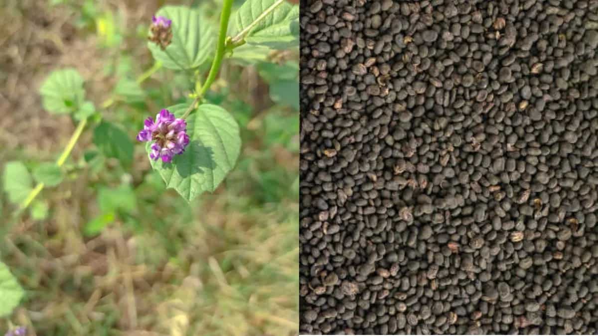 Exploring The Health Benefits Of Bakuchi Herb