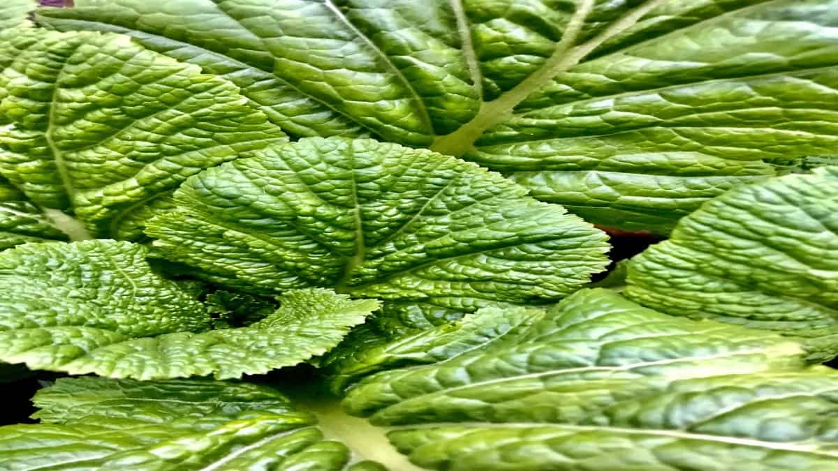 10 Benefits Of Eating Bathua This Winter Season