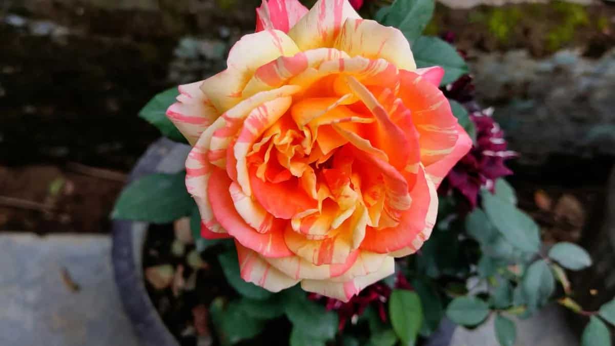 How To Grow A Rose Plant At Home And Use It In Your Kitchen