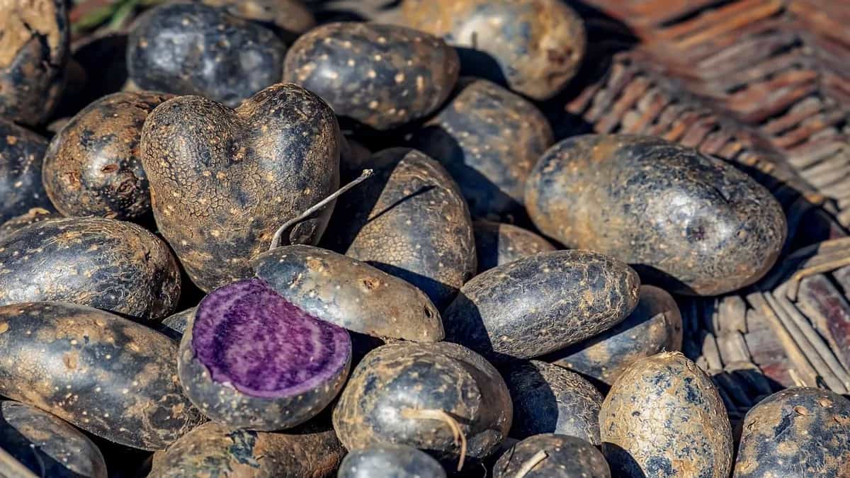 The Delicacy Of Blue Potatoes And Blue Corn