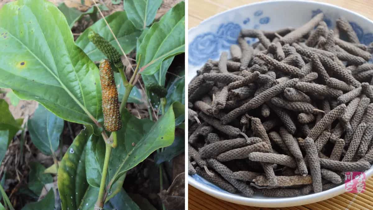 Choi Jhal: Know About This Spice From The Time Of Undivided Bengal