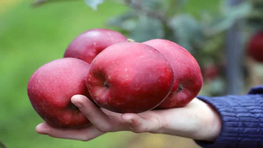 Have You Tasted These 5 Types of Apples From Himachal Pradesh? Have You Tasted These 5 Types of Apples From Himachal Pradesh?