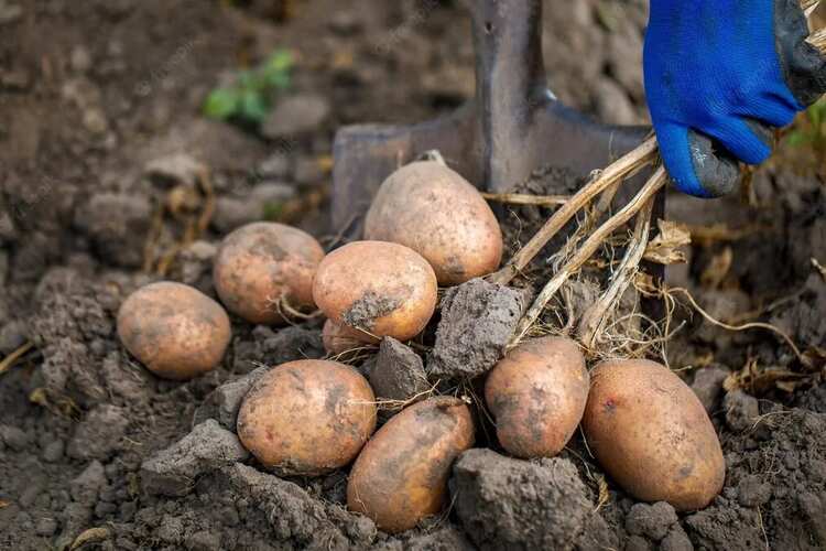 The Great Famine- The Story of Potato Famine and Ireland