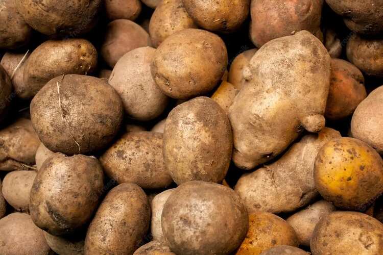 The Great Famine- The Story of Potato Famine and Ireland