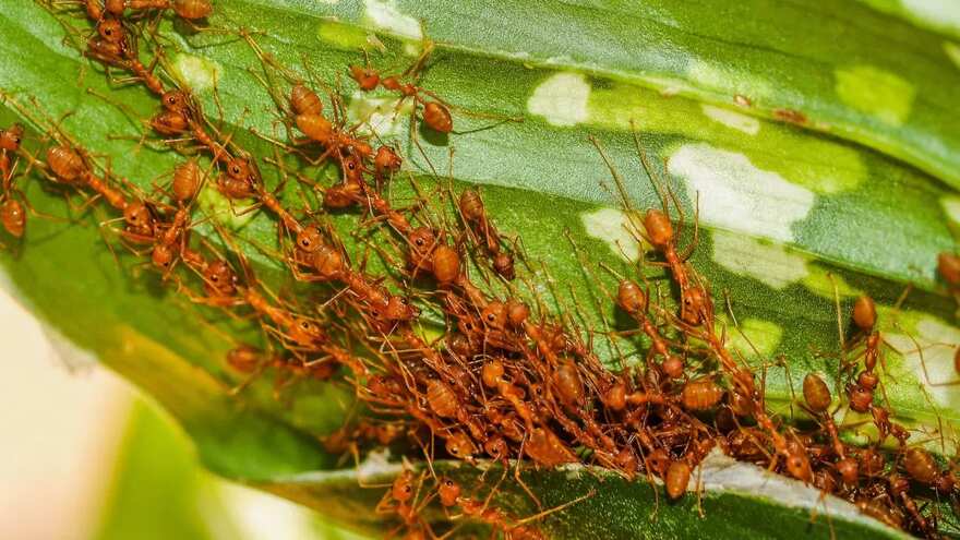 Unlocking Power Of Eating Insects In India Unlocking Power Of Eating Insects In India