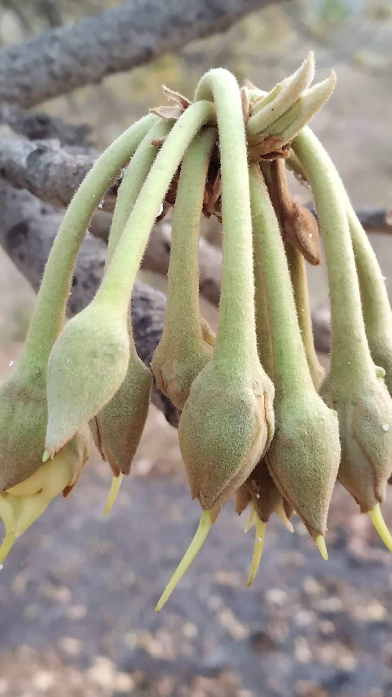 7 Flowers That Can Move To Kitchen From Your Garden