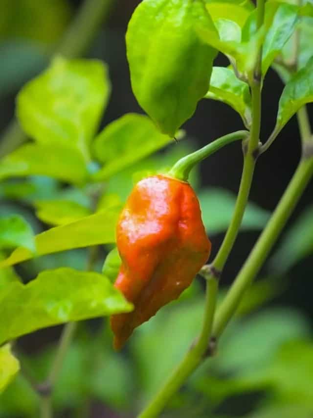 Chilies From Around The World. Ever Tried?