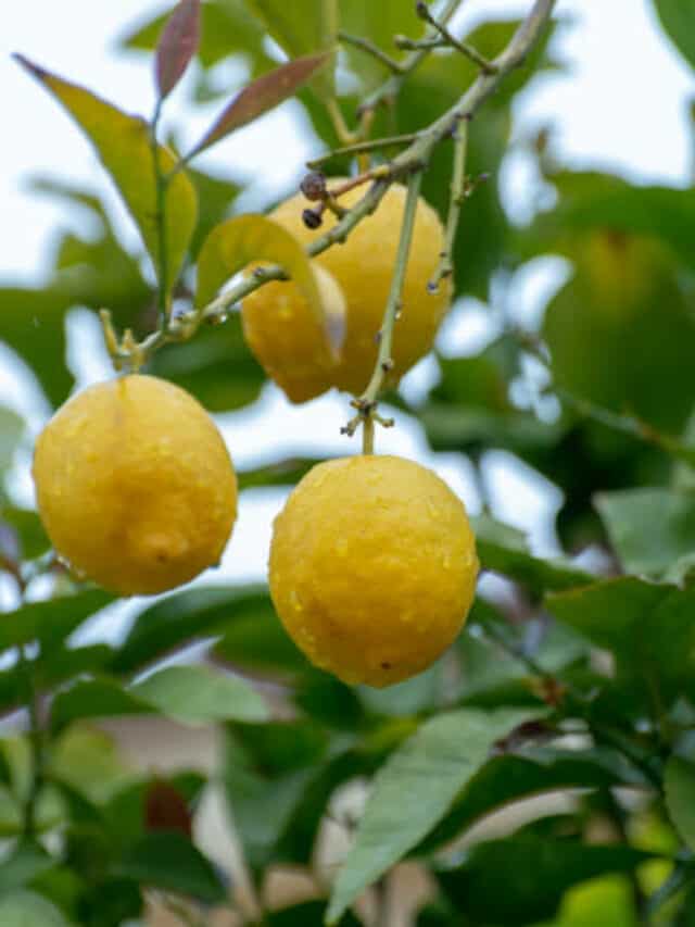Galgal: Know About The Benefits Of This Rare Lemon