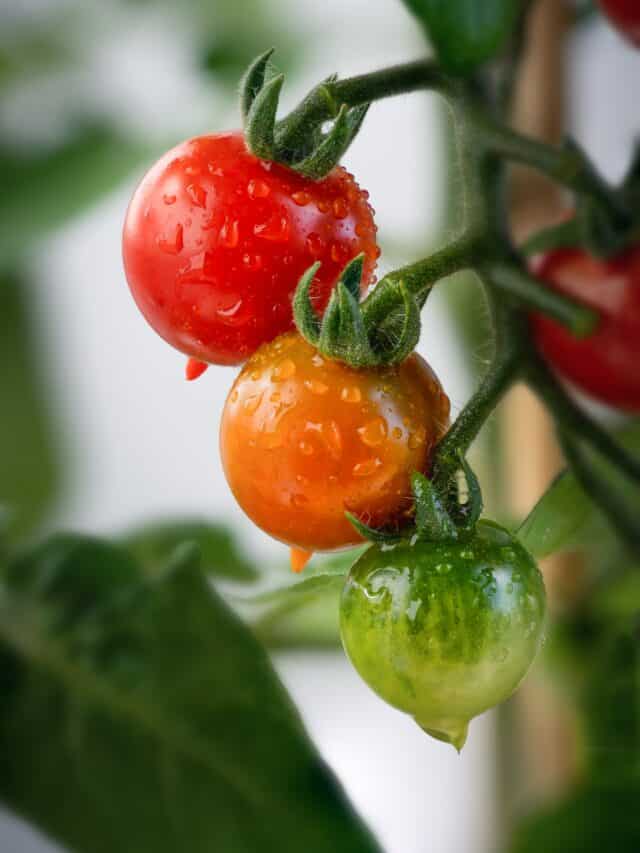7 Reasons To Add More Tomatoes To Your Diet