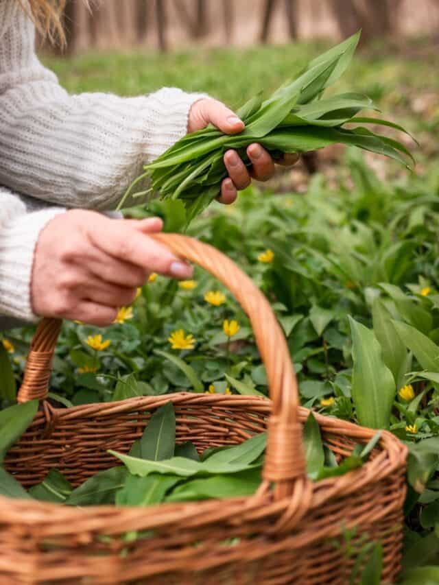 Edible Leaves To Include In Your Diet