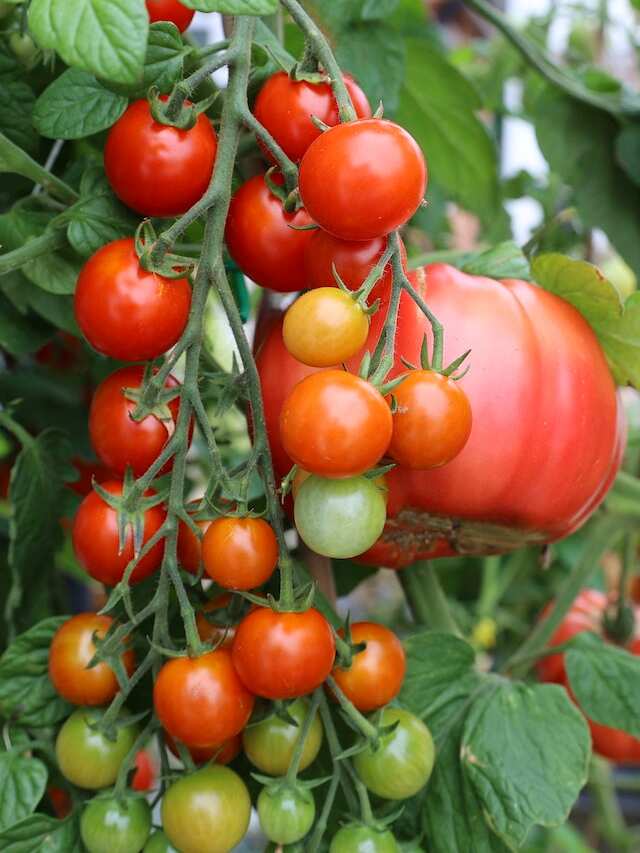 Hydration To Sun Protection, 7 Perks Of Eating Tomatoes In Summer