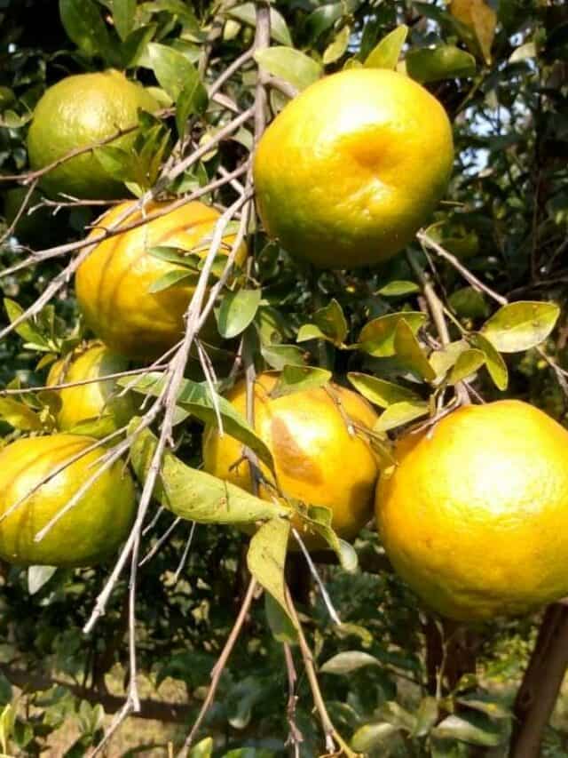 Nagpur Orange To Nashik Grapes: 7 Indian Fruits That Boost G.I. Tag