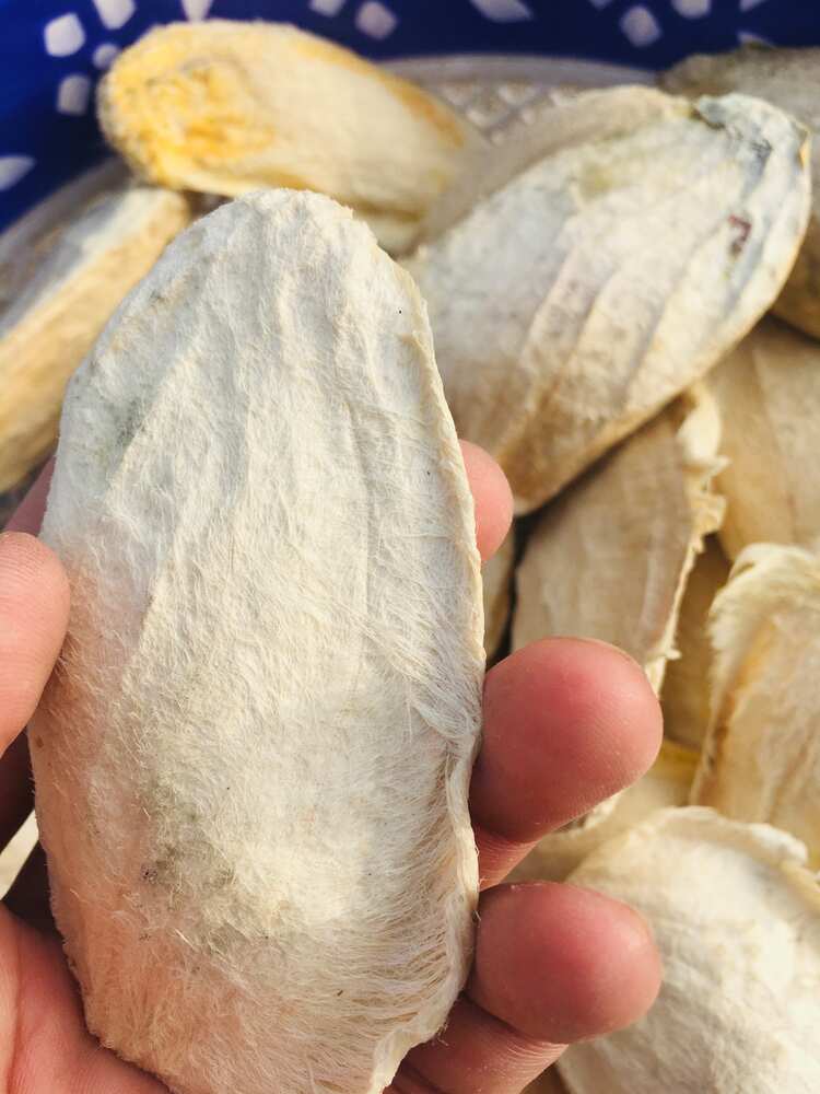 Mango Seed