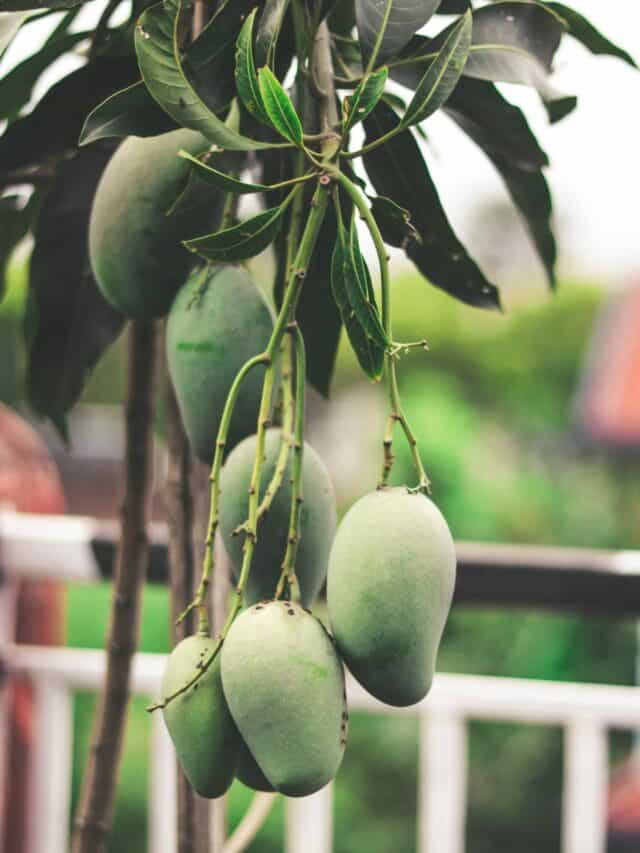 Fruits Of Goa: 7 Varieties You Can Enjoy In Your Next Visit