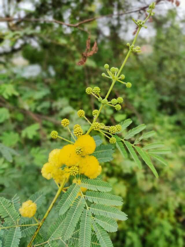 Babool, The Magical Thorny Plant; 8 Healing Benefits