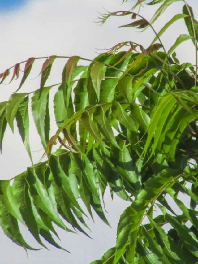 7 Reasons To Add Neem To Your Daily Diet