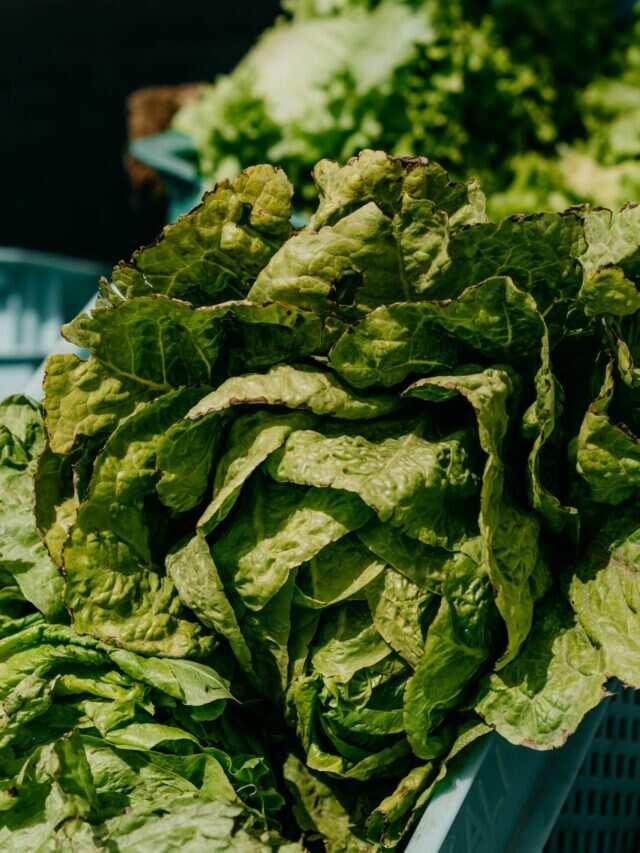 10 Healthy Indian Leaves That We Eat