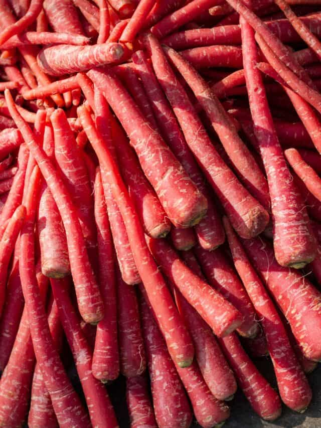 Laal Gajar: 8 Delicious Recipes To Make With Red Winter Carrots