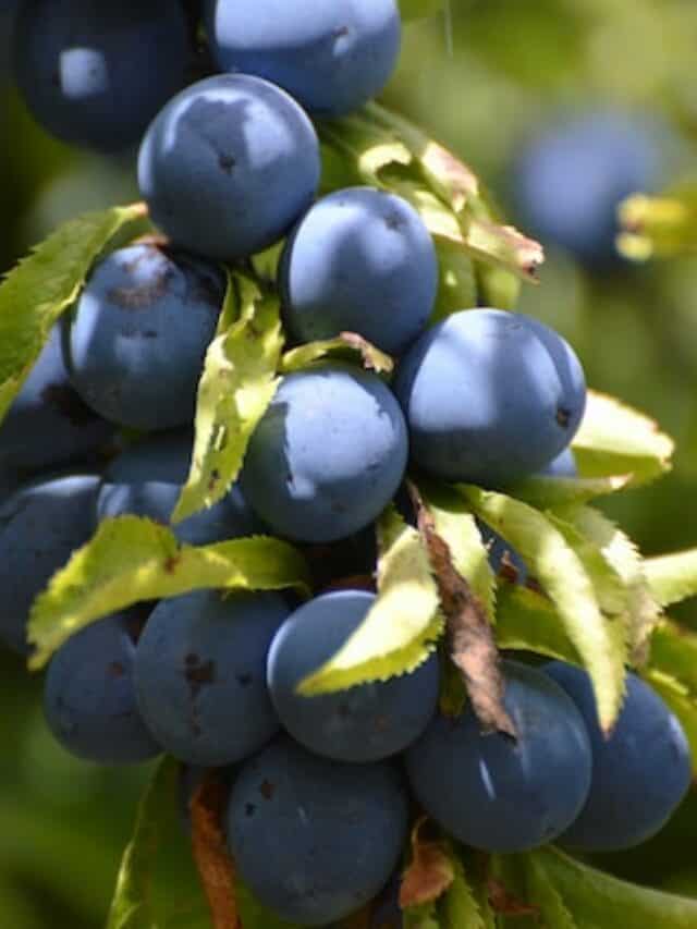 7 Black Fruits And Veggies Worth Exploring