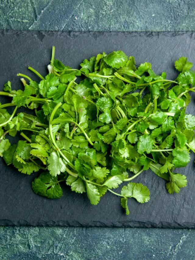 5 Tips On How To Store Coriander Leaves In Fridge