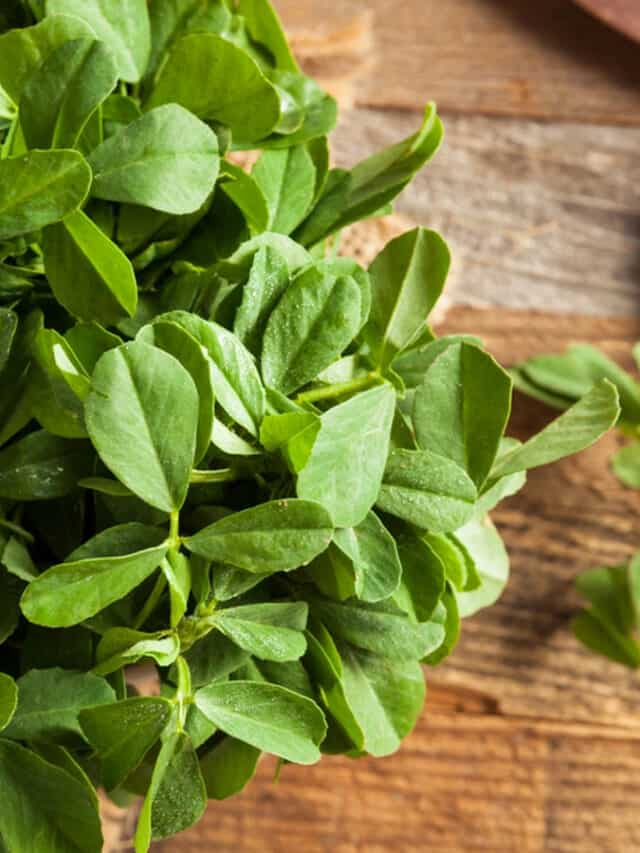 7 Delicious Methi Recipes To Try At Home This Winter