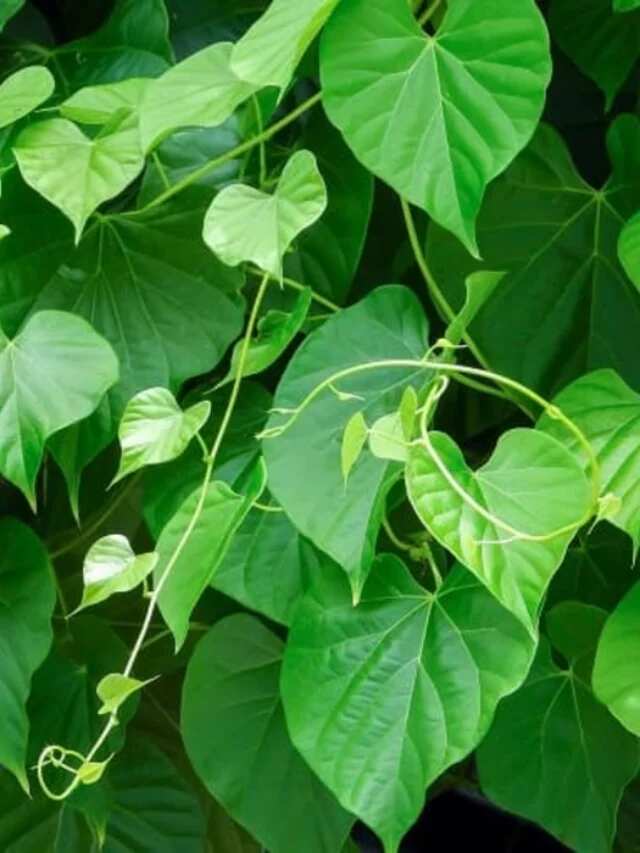 Giloy: जानें गिलोय के सेवन के ये 7 तरीके और फ़ायदे