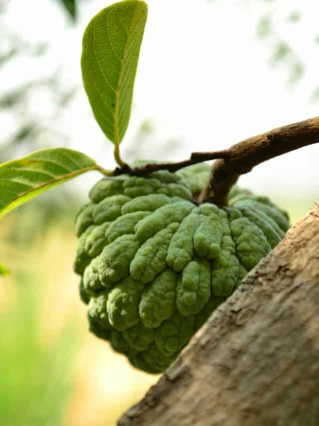 Sitaphal: 7 Delicious Desserts To Make With Custard Apple