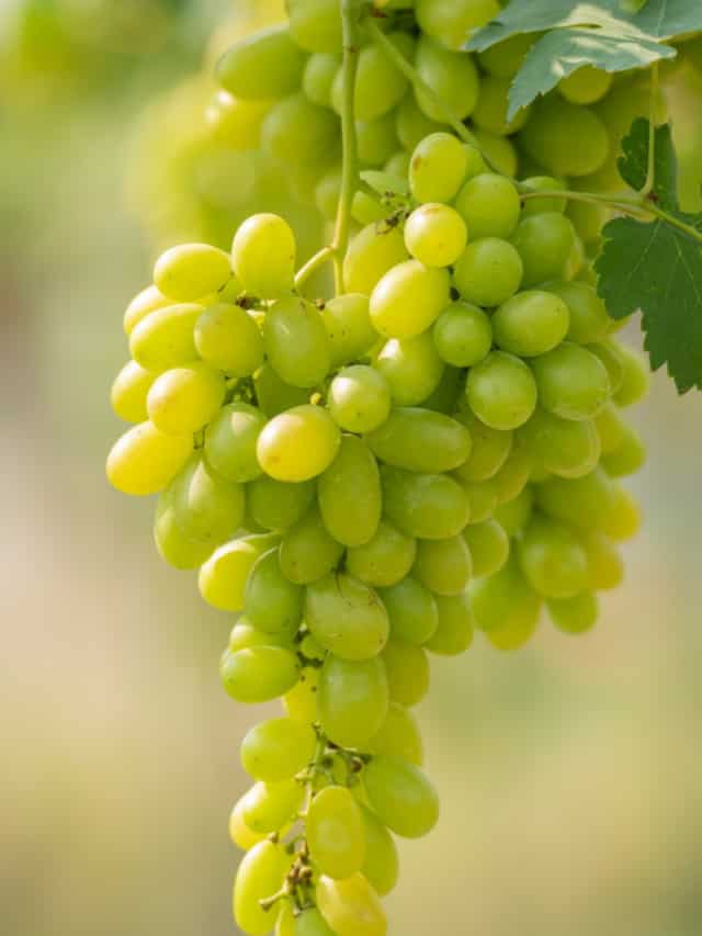 5 Steps To Clean Grapes Effectively