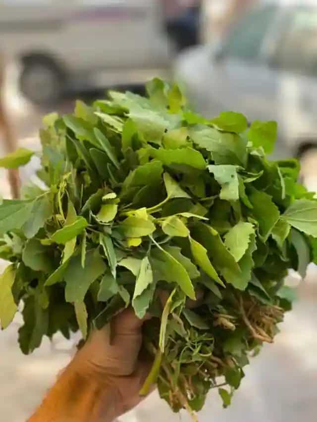 7 Health Benefits Of Bathua Saag