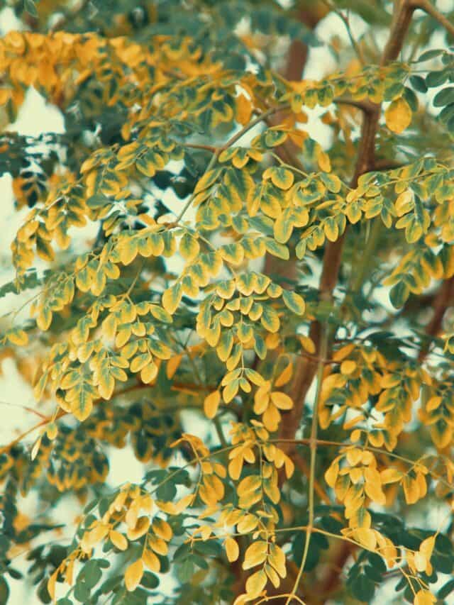 Easy Drumstick (Moringa) Leaves Dal Recipe To Try