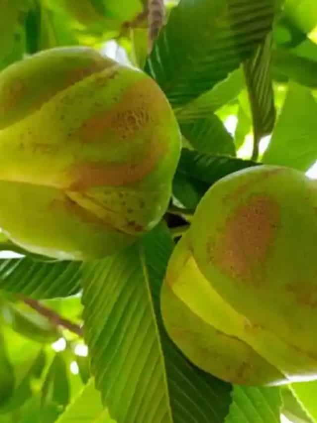 7 Chalta Recipes That Can Save Your Summer