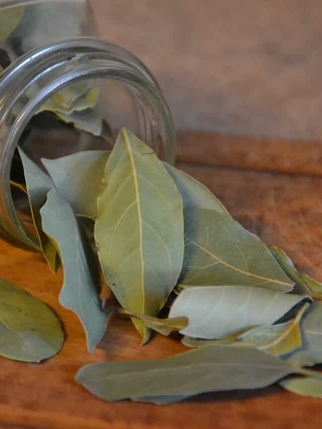 Tej Patta: 6 Benefits Of Bay Leaves You Must Know