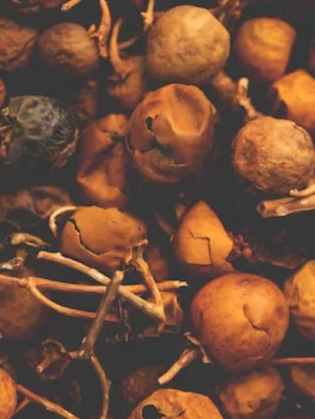 7 Reasons To Add Paneer Dodi To Your Diet