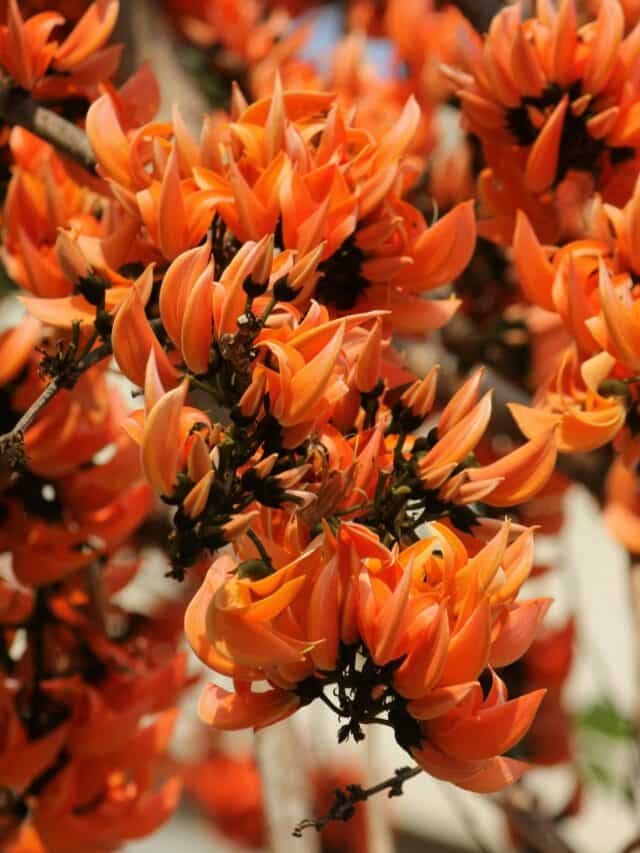 Palash Phul Sabji Recipe To Try