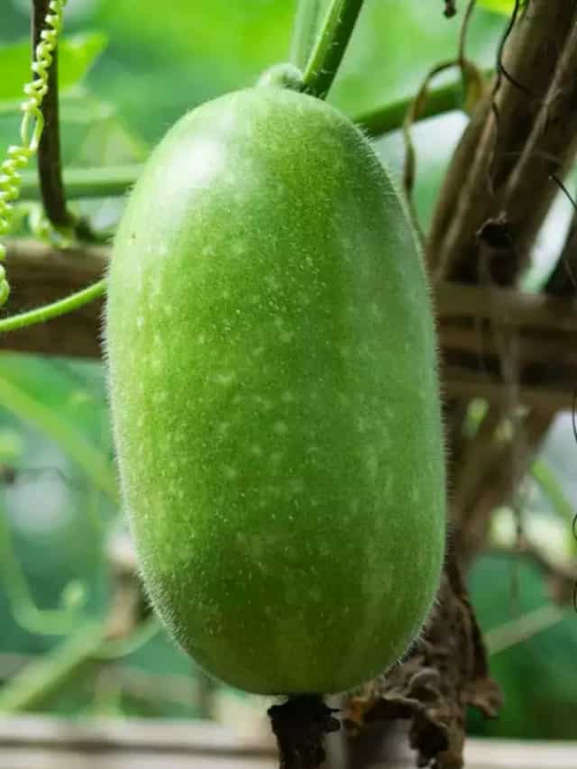7 Benefits Of Ash Gourd You Should Know About